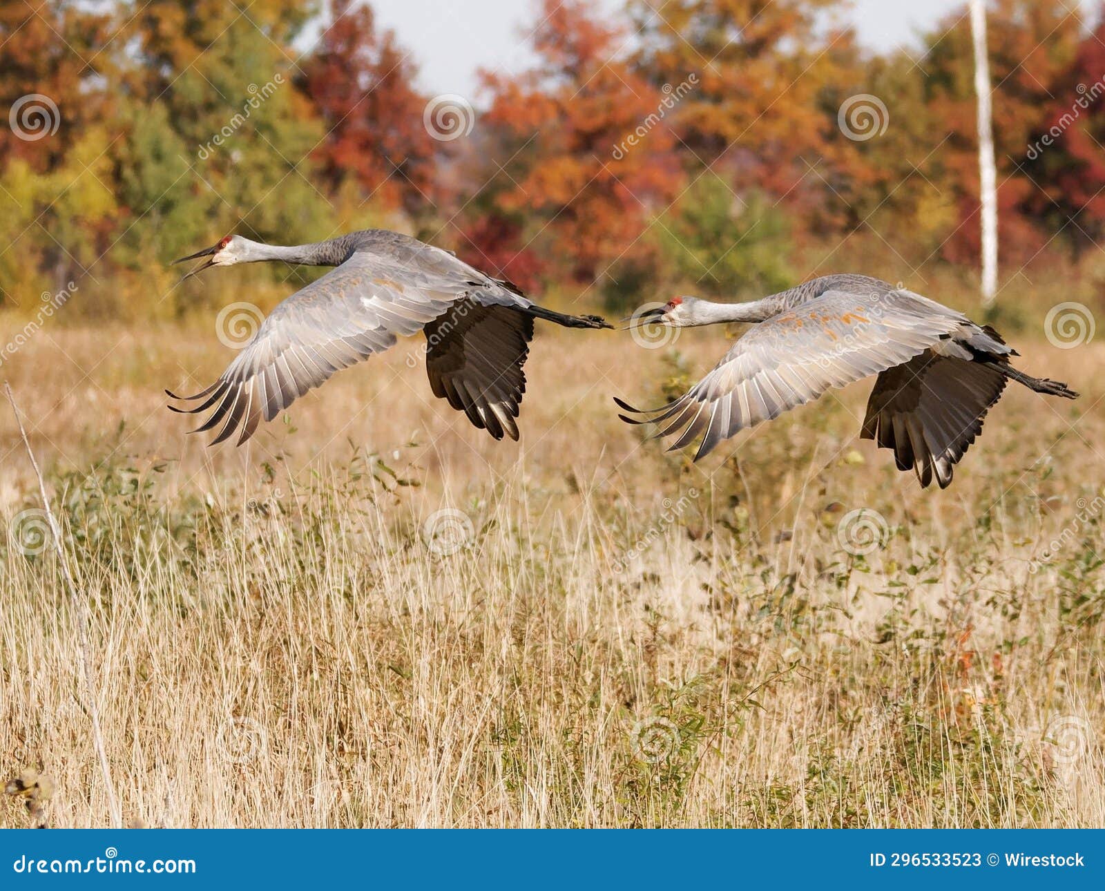 Two Cranes Soaring in the Air Above a Lush Grassy Expanse Dotted with ...