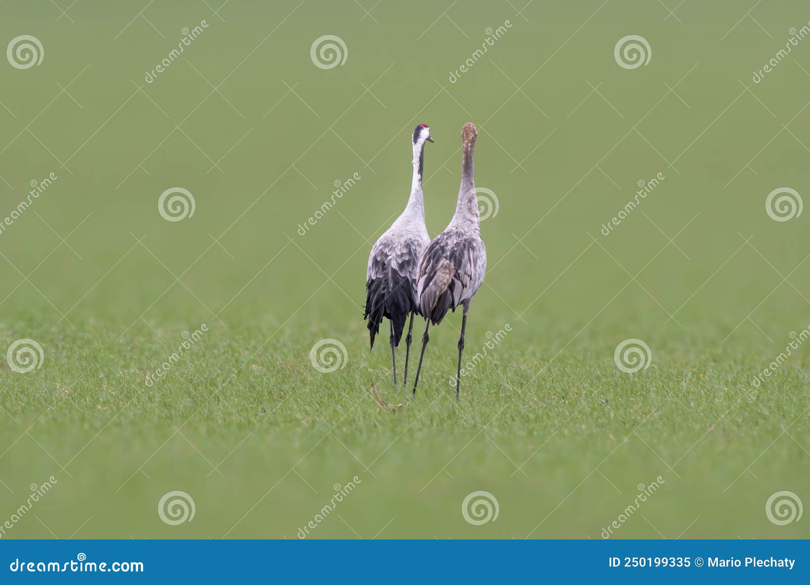 Two Cranes Stands on a Green Field Stock Image - Image of grus, closeup ...