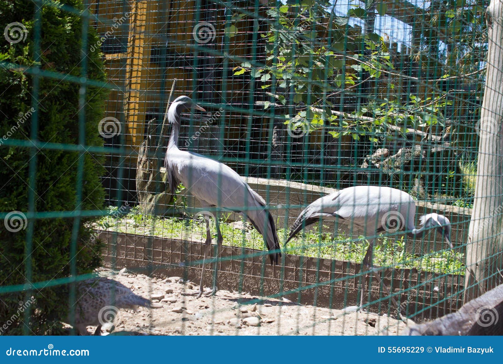 Two cranes Zoo stock image. Image of family, love, grey - 55695229