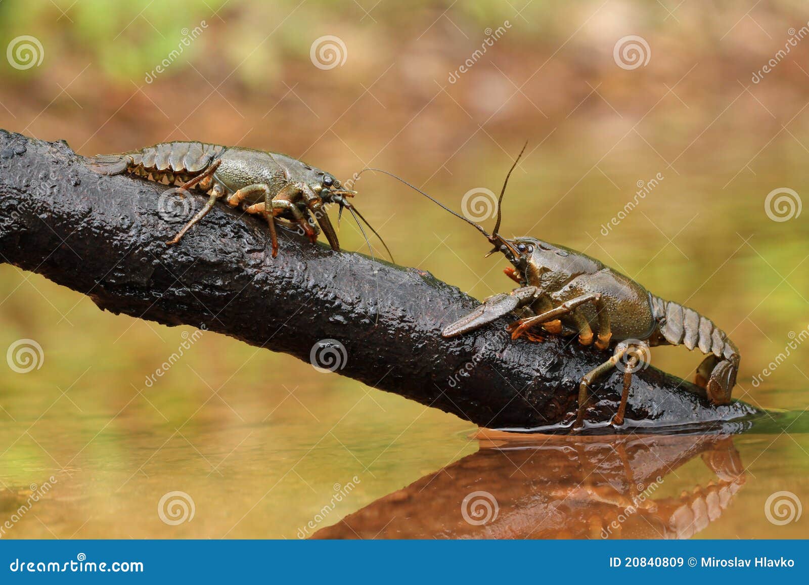 Two crawfishes stock image. Image of wildlife, animal - 20840809