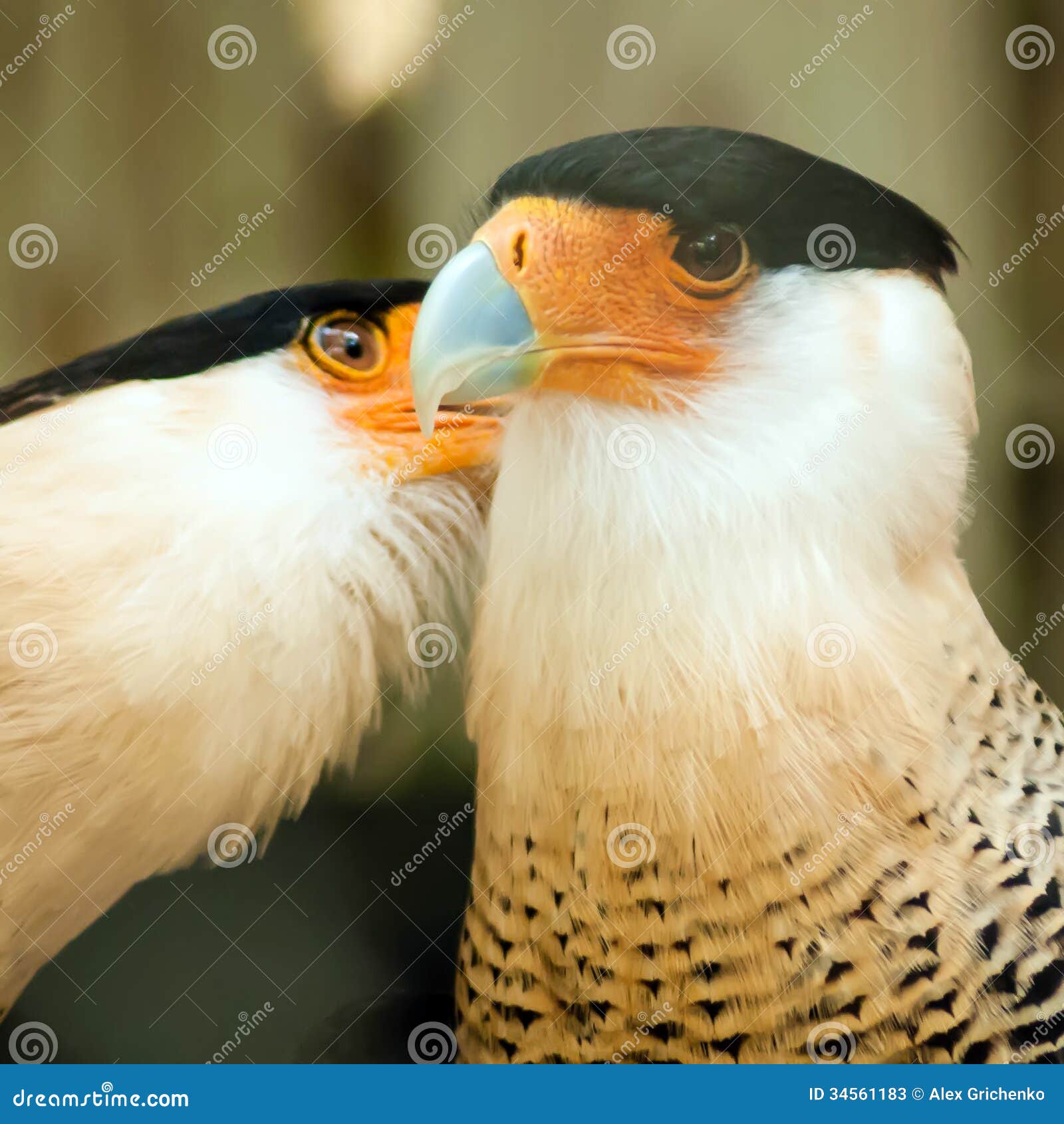 Bird Cleaning Plumage. Tern In The Water. Royal Tern, Sterna Maxima Or ...
