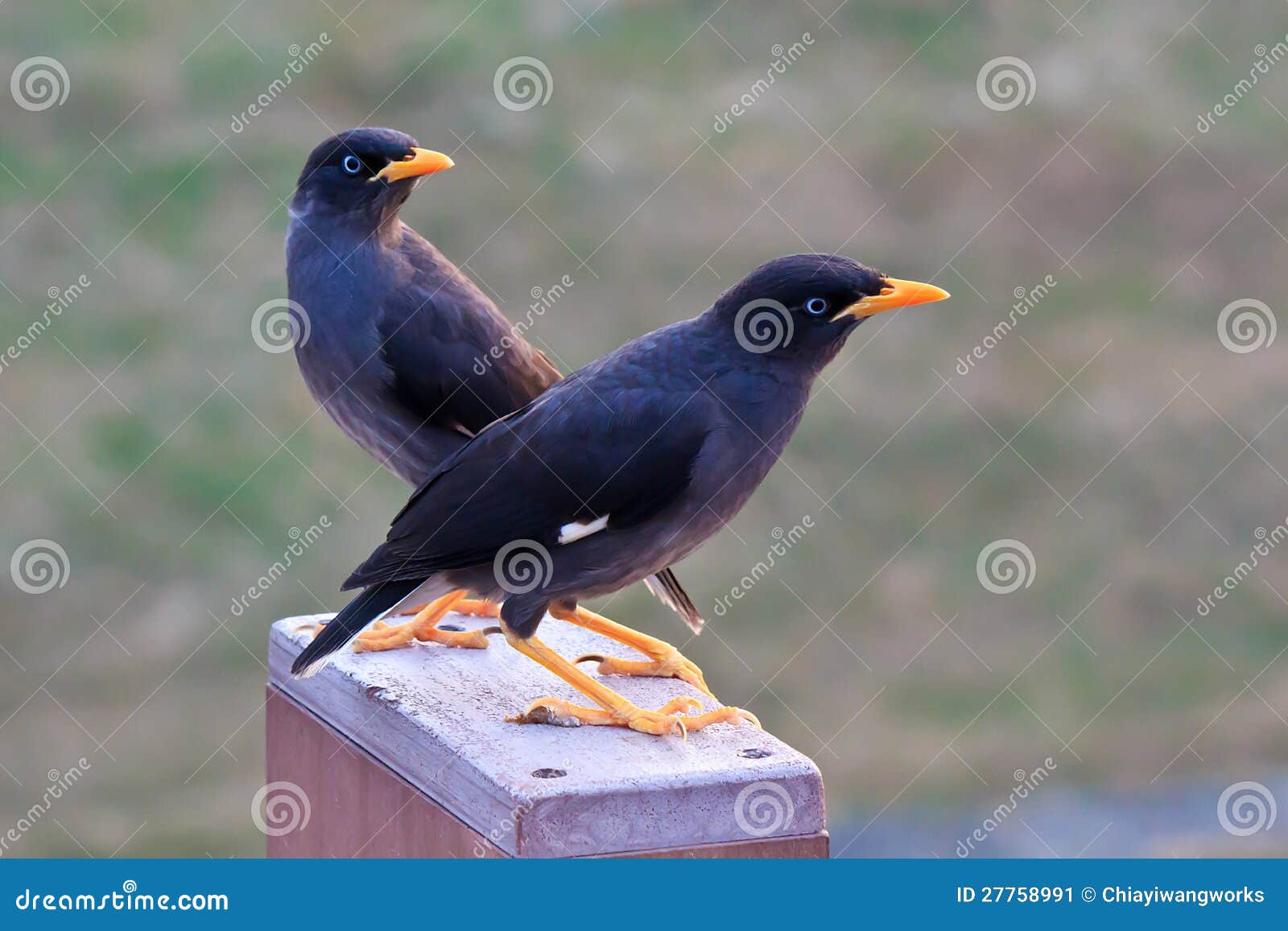 Crested Myna Stock Photography | CartoonDealer.com #184719890