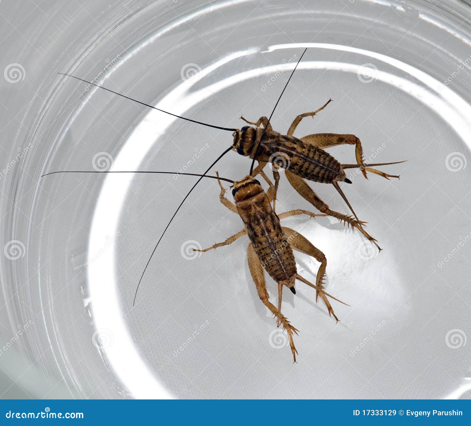 Two crickets stock image. Image of small, close, isolated - 17333129