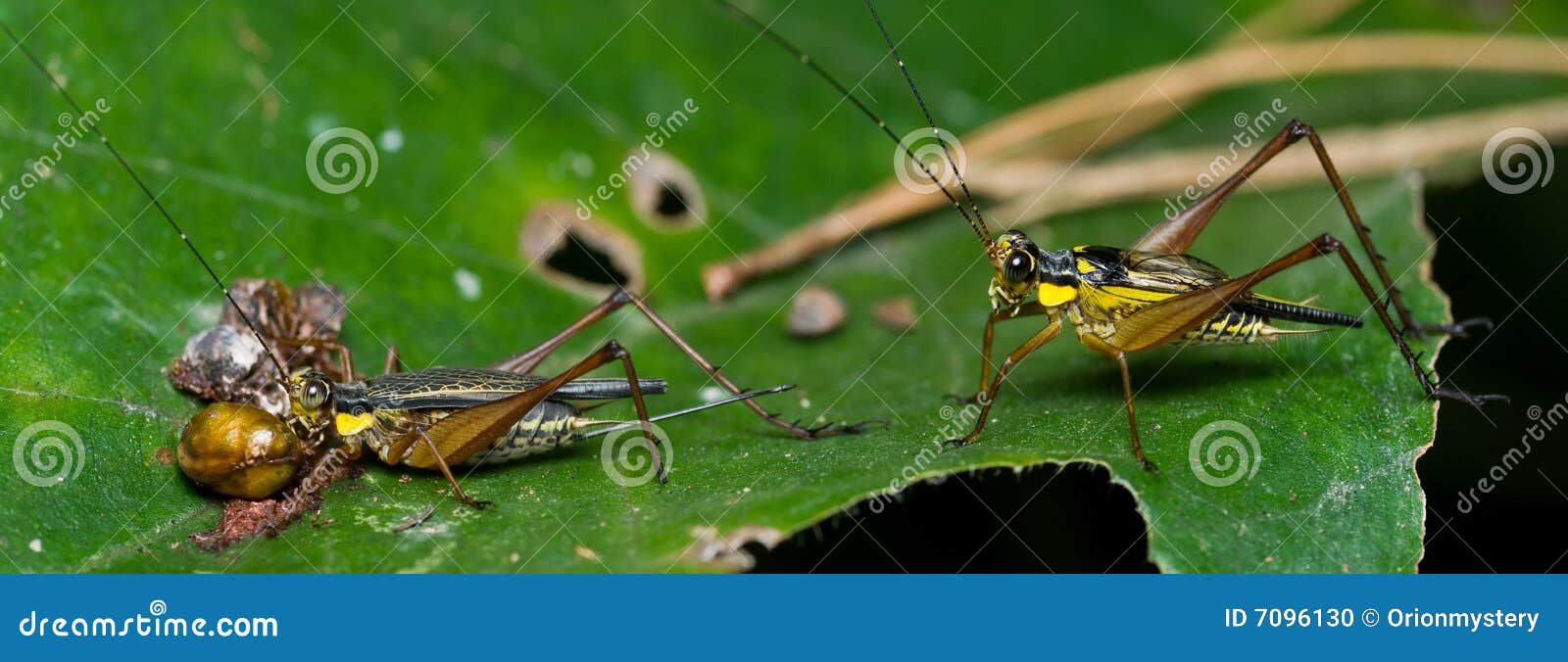 Two crickets stock photo. Image of close, outdoor, wilderness - 7096130