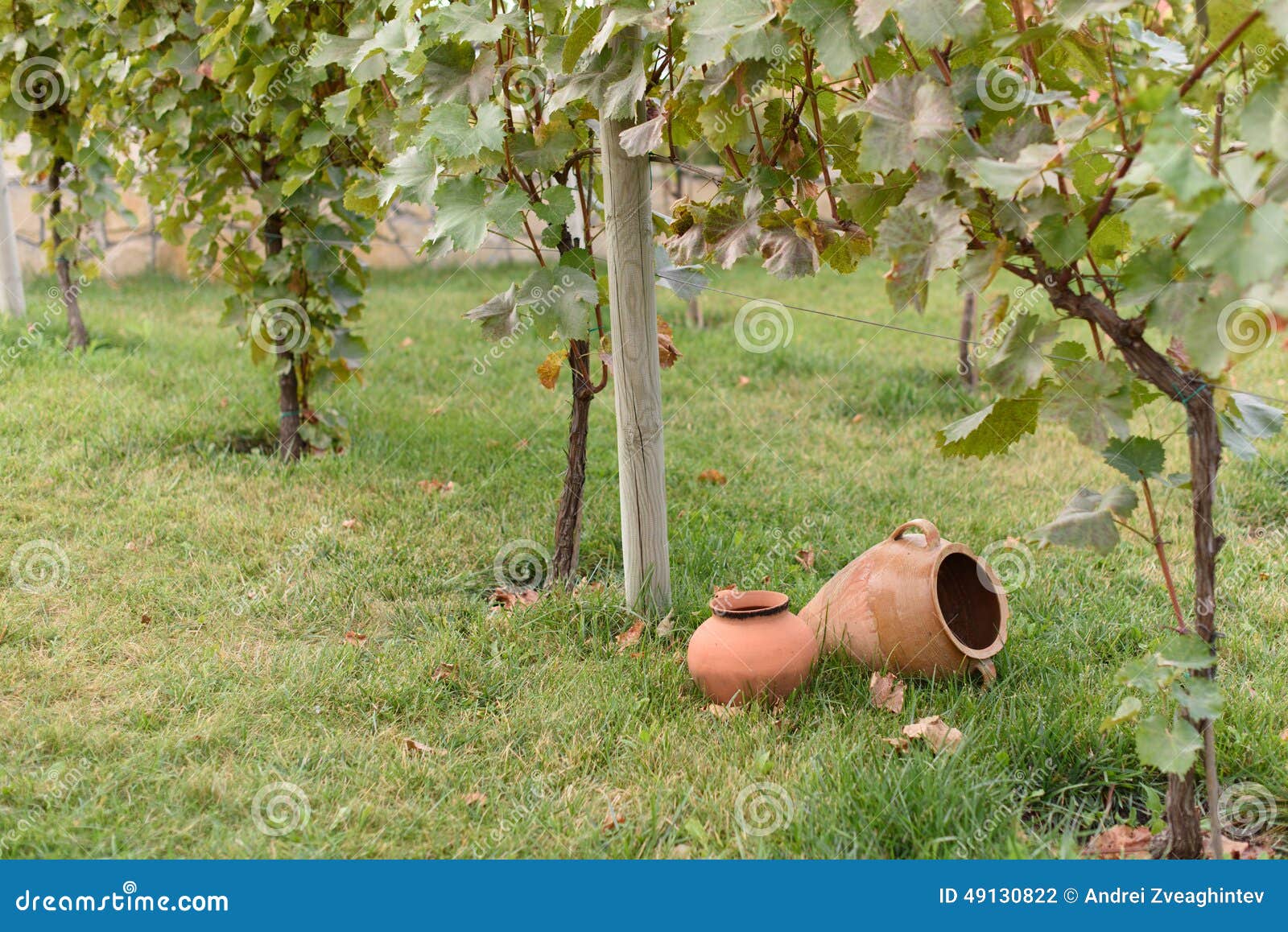 Two Crocks under Vine stock photo. Image of crop, fruitful - 49130822