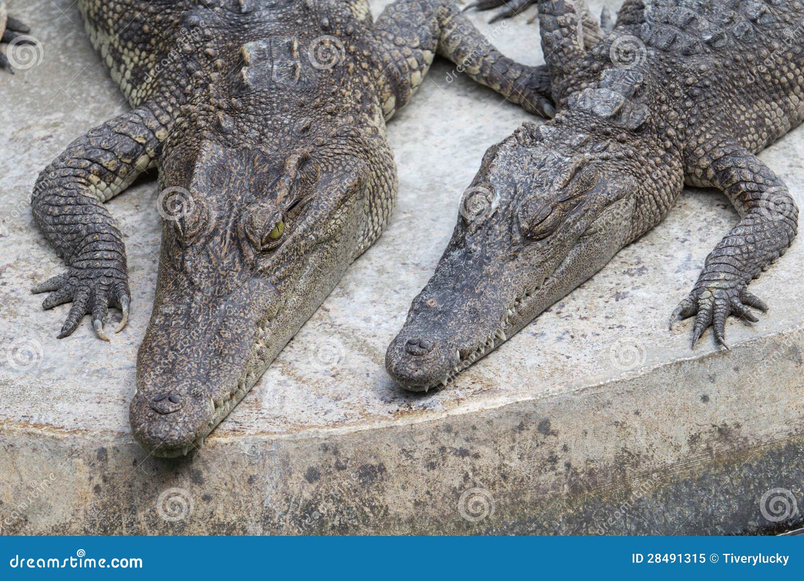 Two crocodile stock image. Image of nature, couple, aggression - 28491315