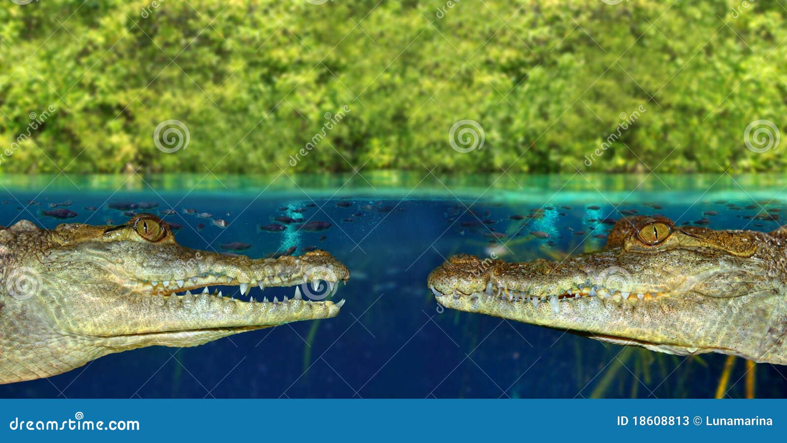 A Crocodile Face In Water Stock Photo | CartoonDealer.com #18999936