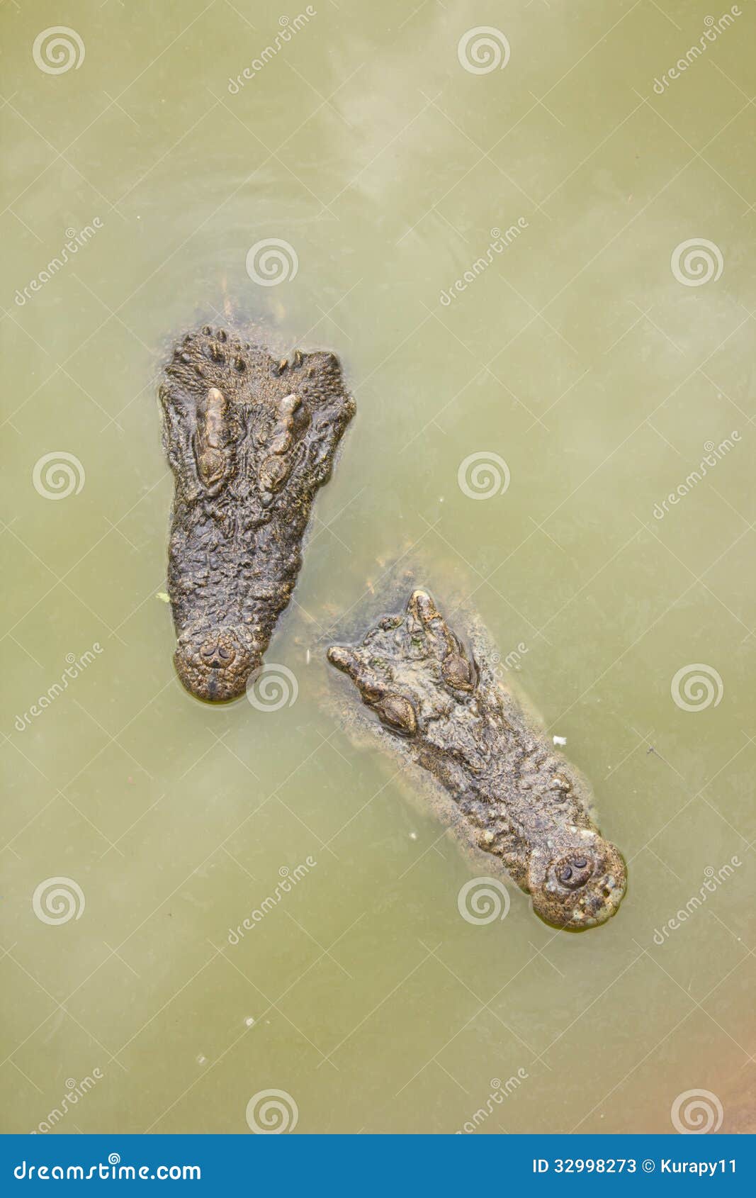 Two Crocodile Floating on Water. Stock Image - Image of pond, close ...