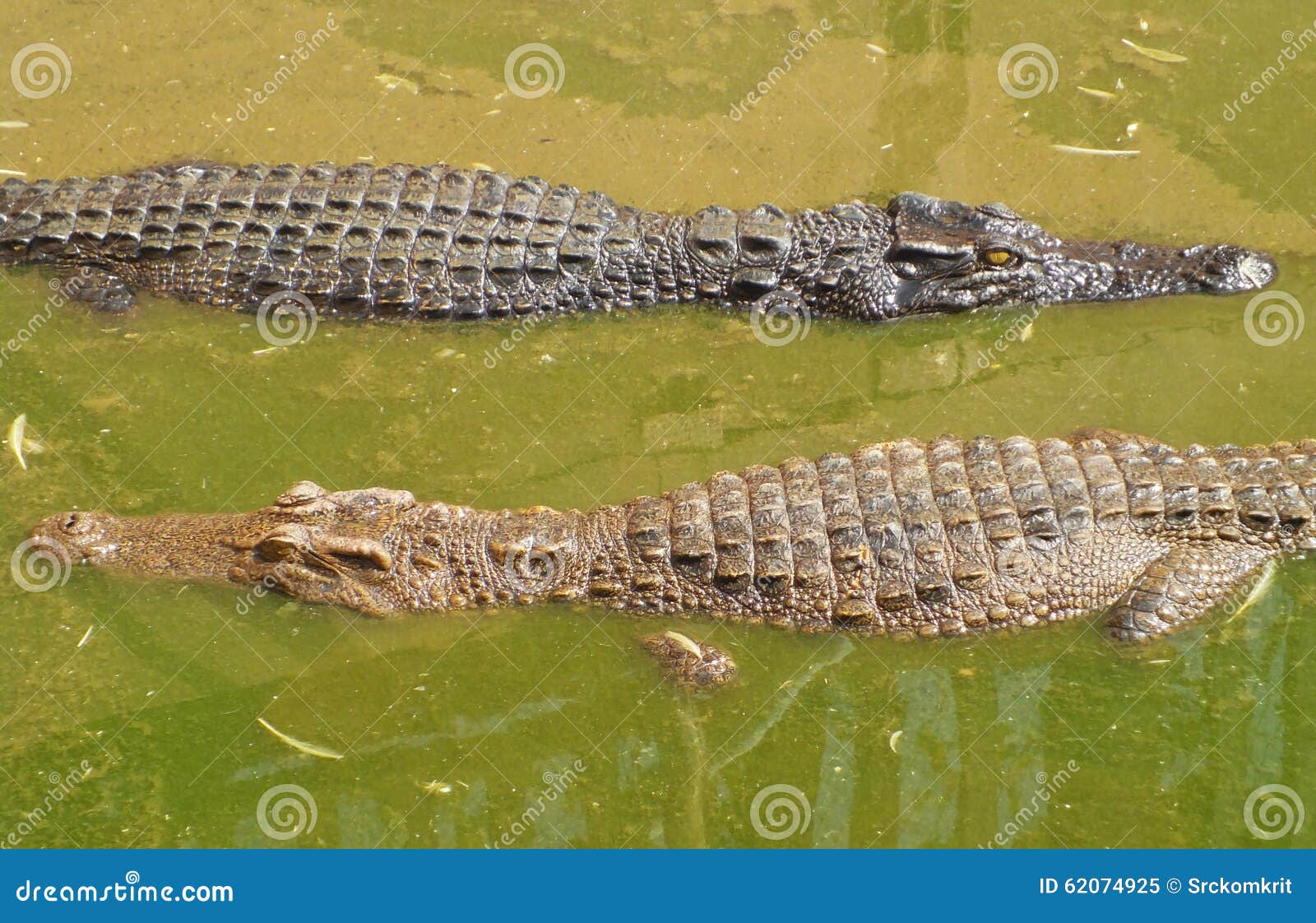 Two Crocodile Floating on Water Stock Image - Image of teeth, pool ...