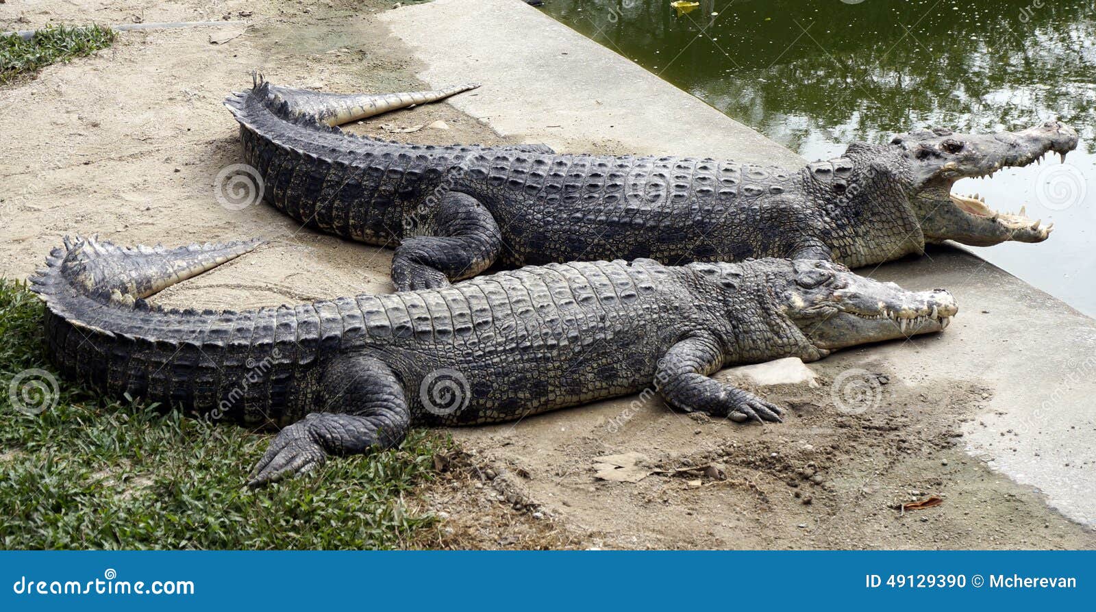 Two Crocodile, a Married Couple on Vacation Stock Photo - Image of ...