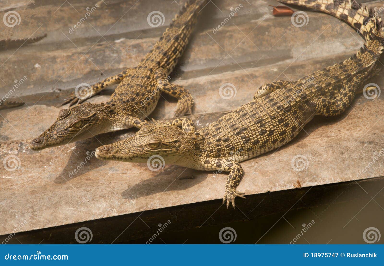 Two crocodiles stock image. Image of rare, green, animal - 18975747
