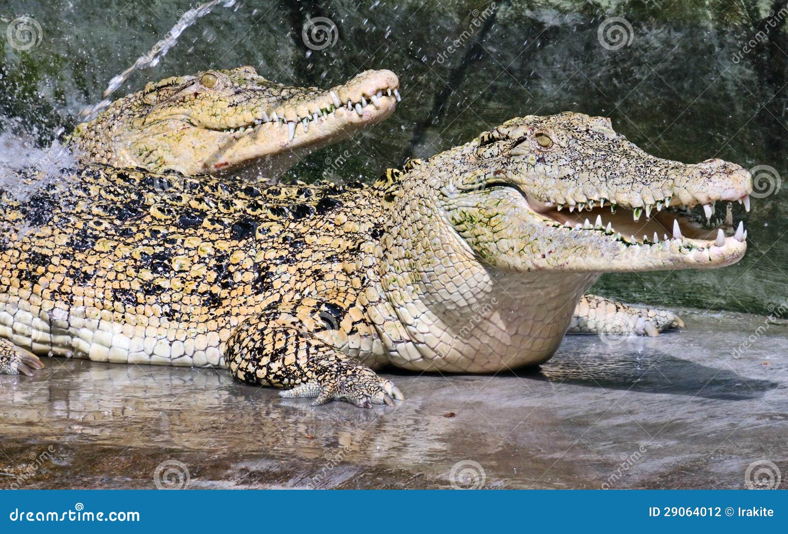 Two crocodiles stock photo. Image of dangerous, animal - 29064012