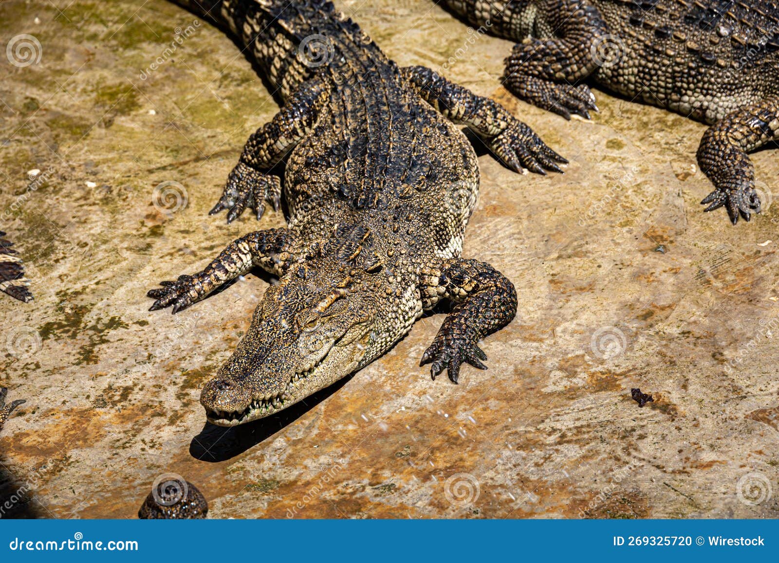 Two Crocodiles Basking in the Sun on a Large Rock Stock Photo - Image ...