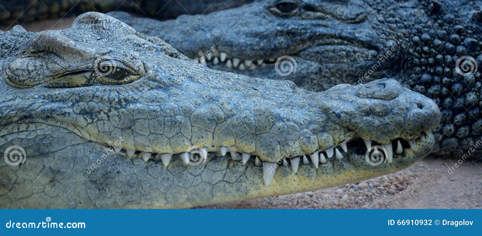 Two crocodiles stock photo. Image of teeth, eyes, smiling - 66910932