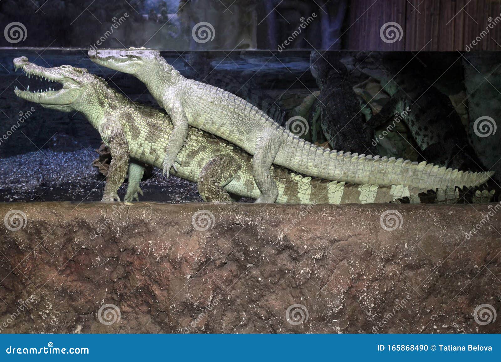 Two Crocodiles Lying in Water Stock Photo - Image of green, animal ...