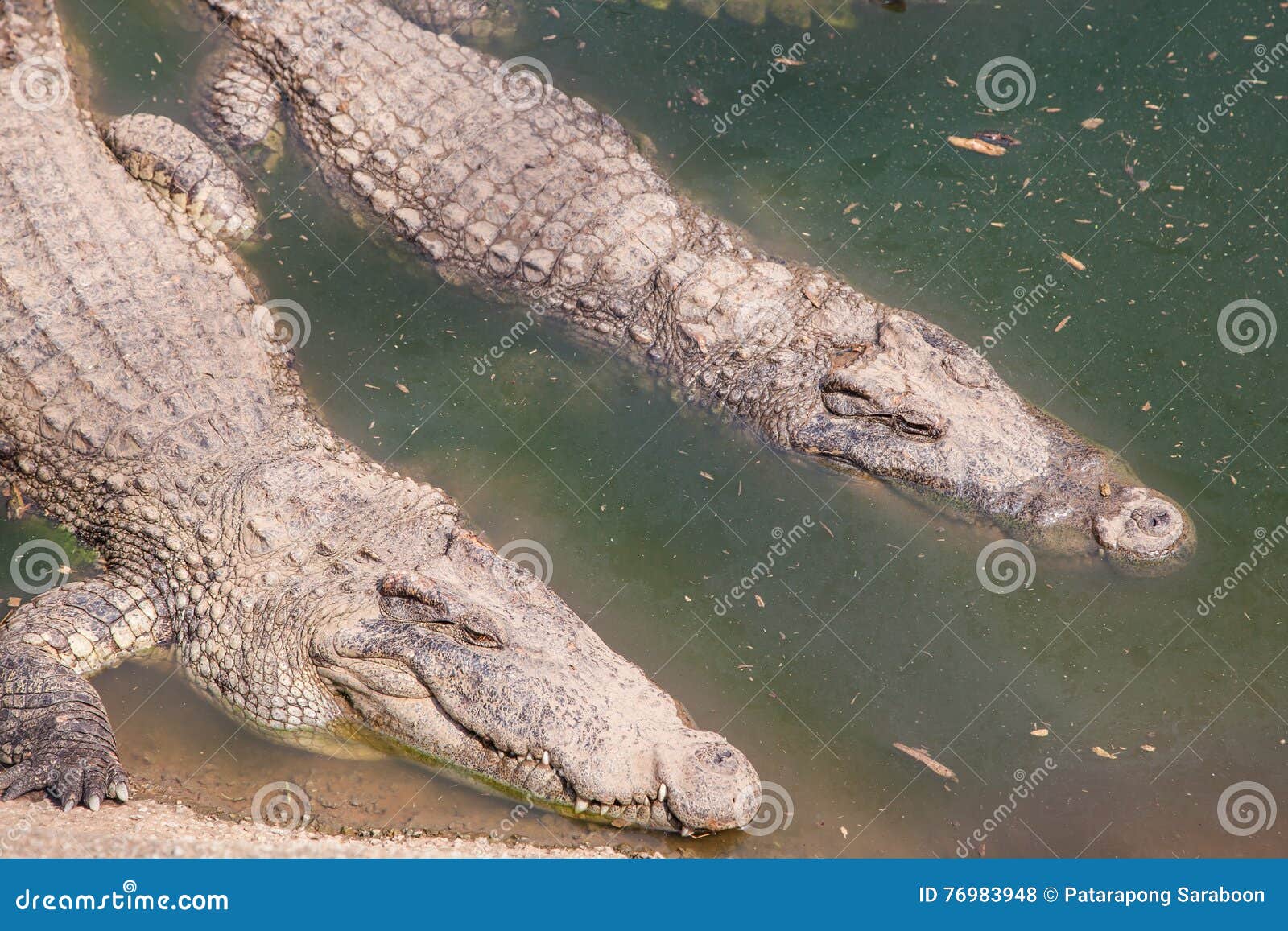 Two Crocodiles at Pond stock photo. Image of aggression - 76983948
