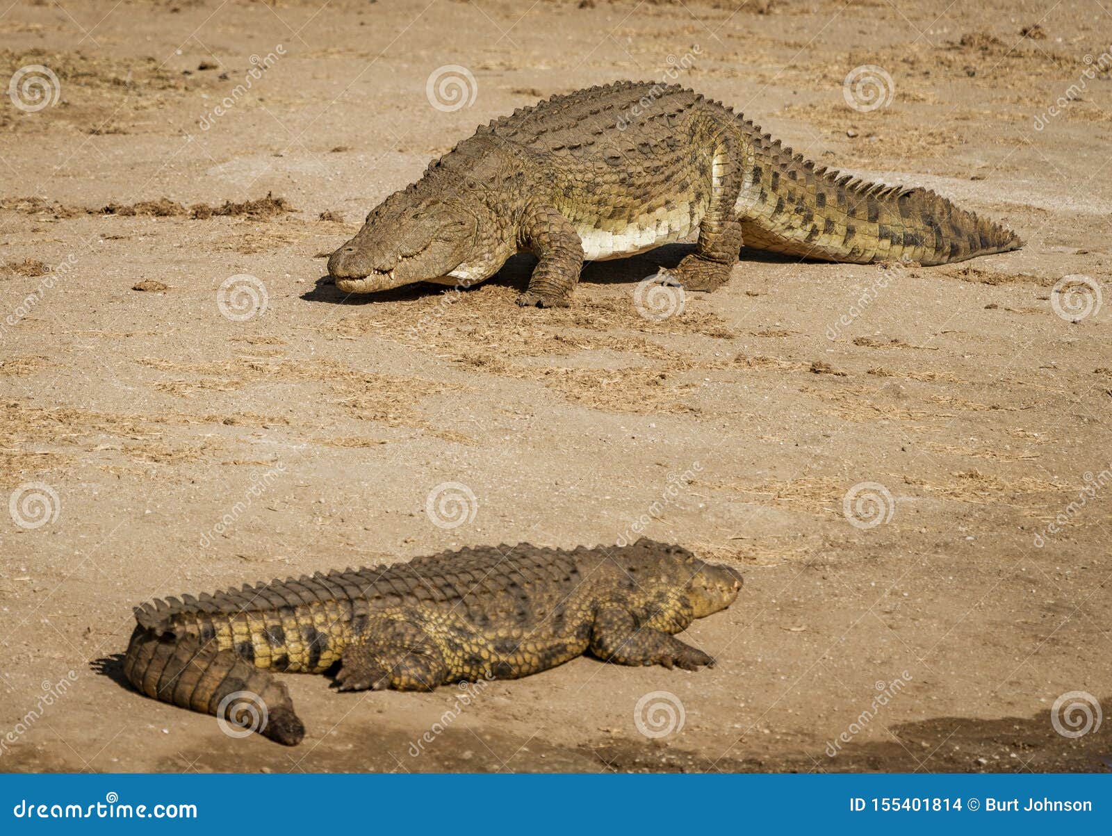 Two Crocodiles on a River Bank Stock Photo - Image of crocodile, black ...