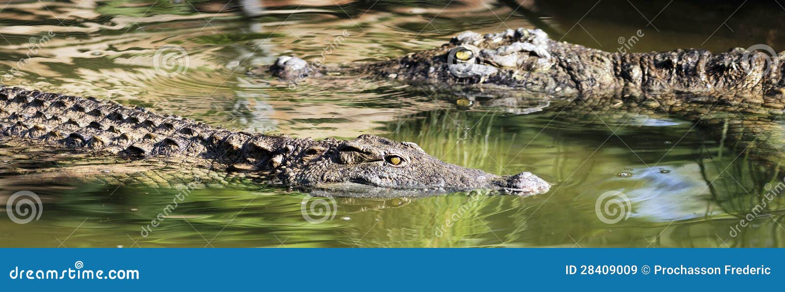 Two crocodiles swimming stock image. Image of wild, crocodylus - 28409009