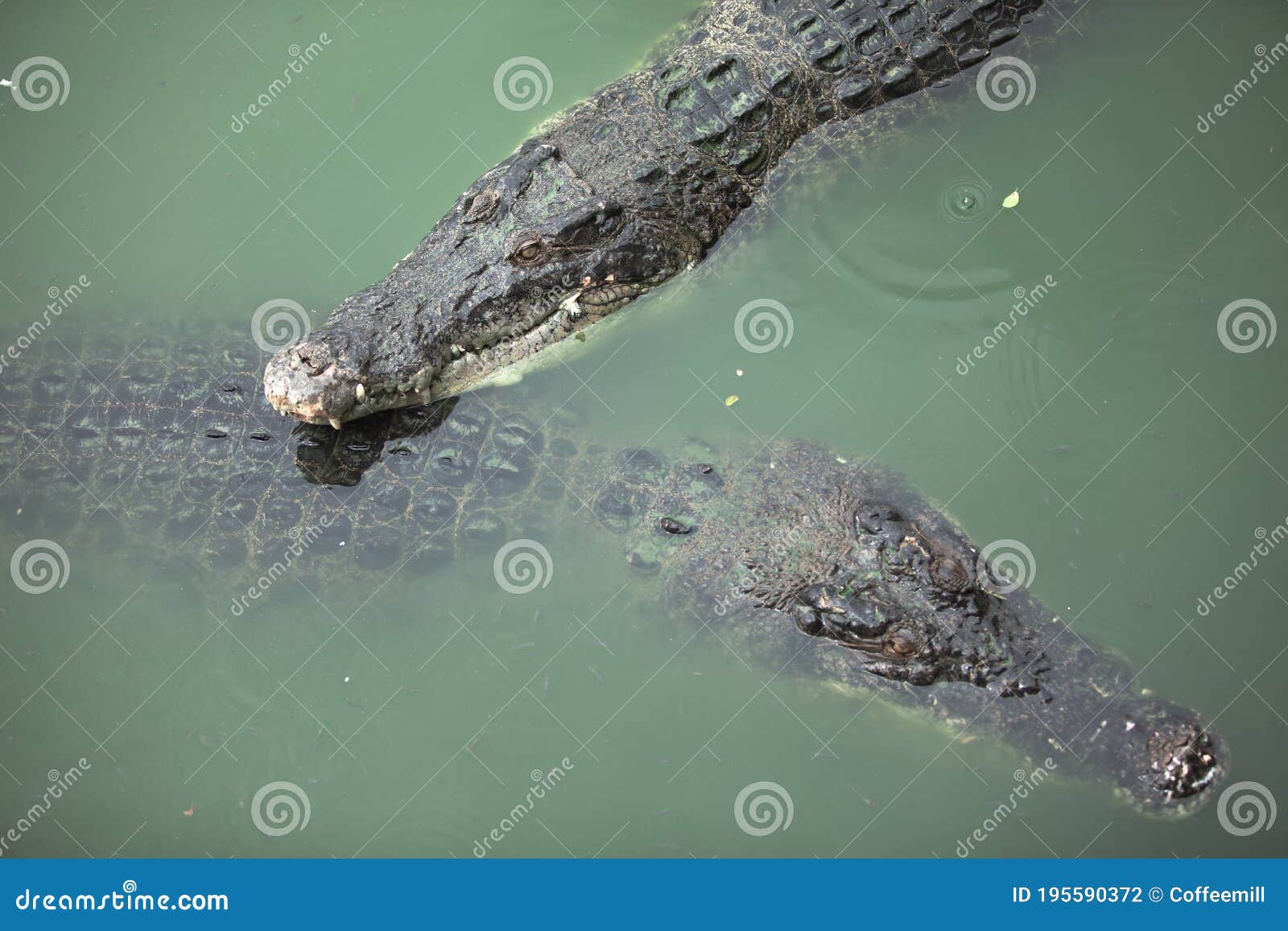 Two crocodiles stock photo. Image of strength, head - 195590372