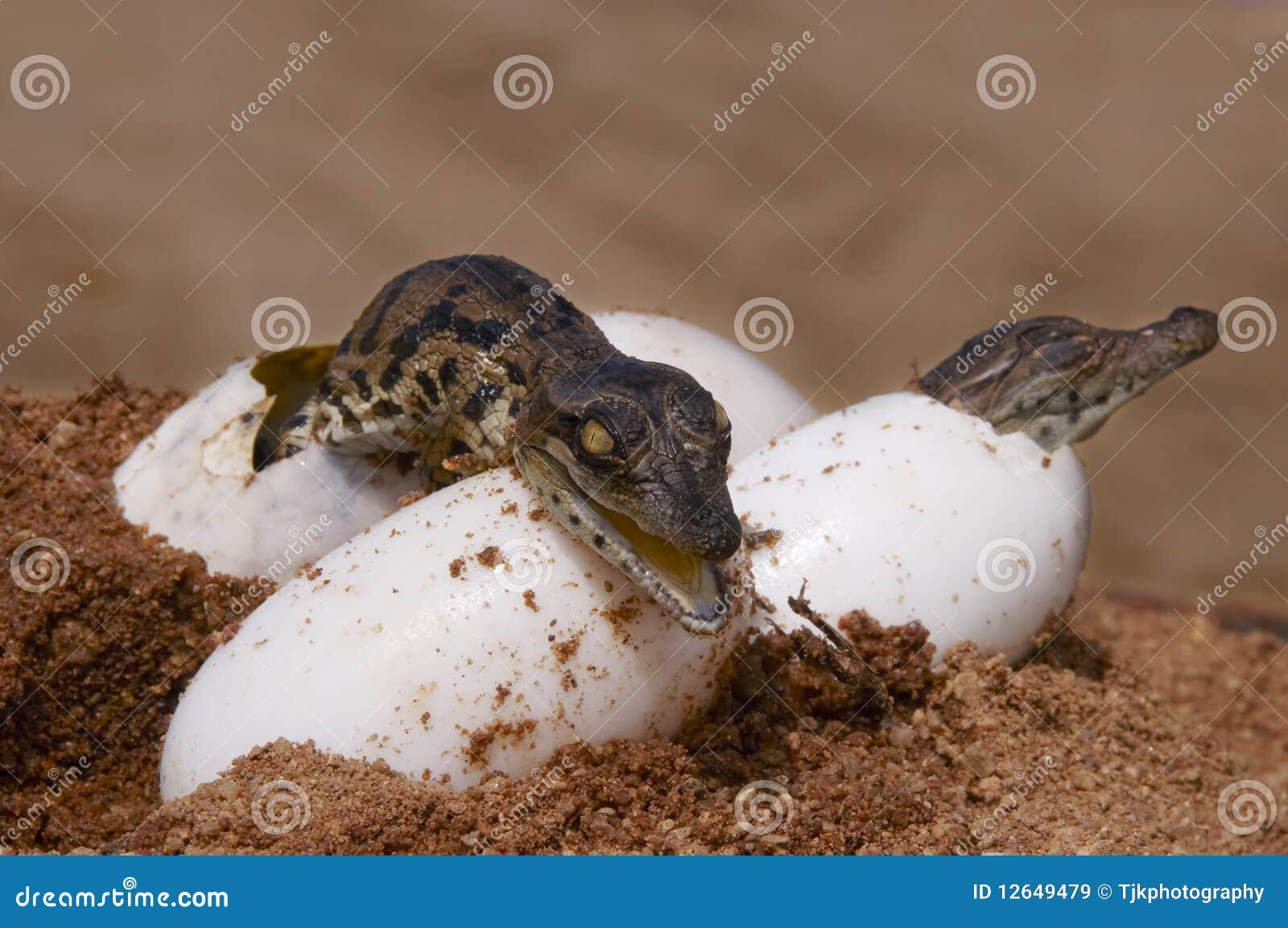 Two Crocs Hatching from Eggs Stock Image - Image of eyes, birth: 12649479