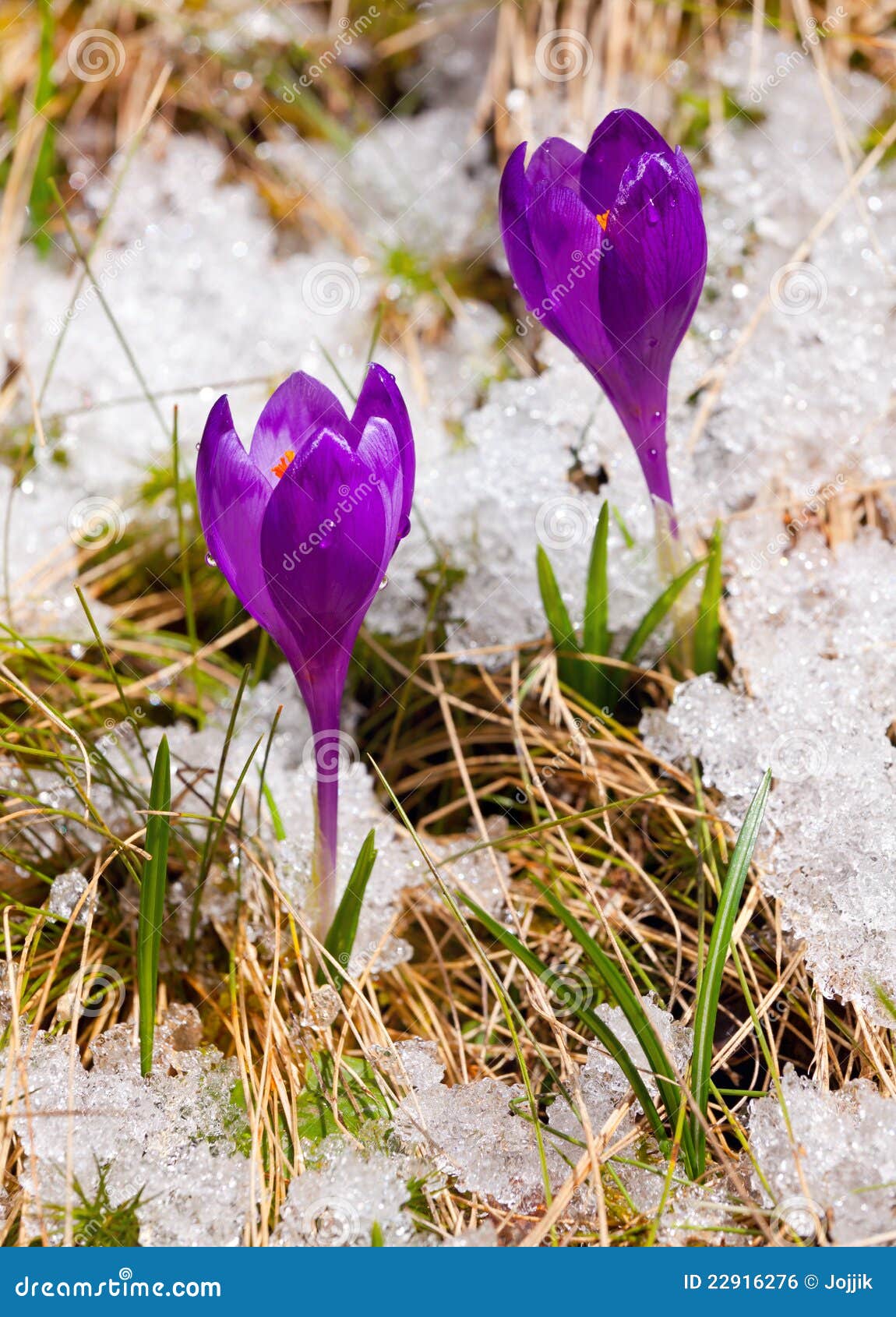 Two crocuses on the snow stock photo. Image of outdoor - 22916276