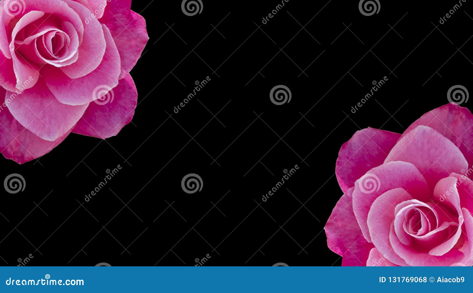 Two Cropped Pink Roses Banner or Background with Copy Space Stock ...
