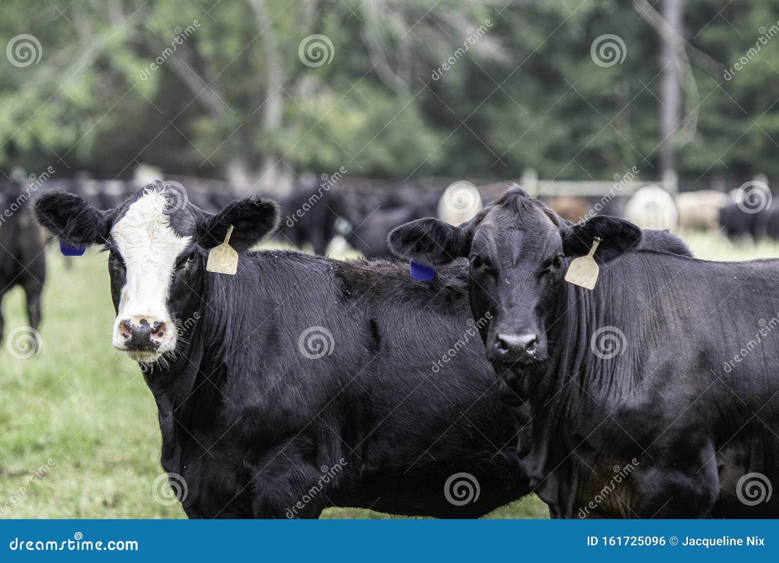 Two crossbred Angus cows stock photo. Image of rural - 161725096