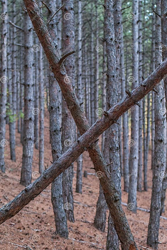 Two Crossed Fallen Trunks in a Pine Forest Stock Photo - Image of view ...