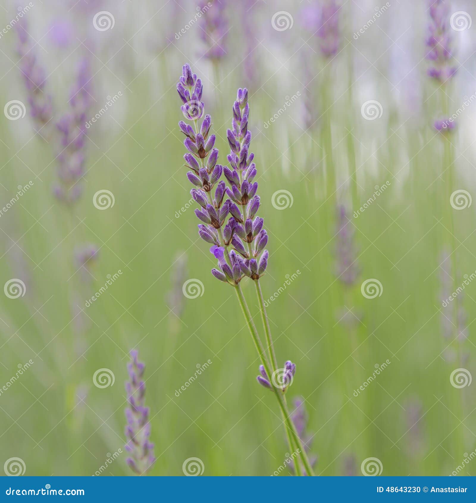 Two Crossed Lavender Flowers Stock Photo - Image of focus, flora: 48643230