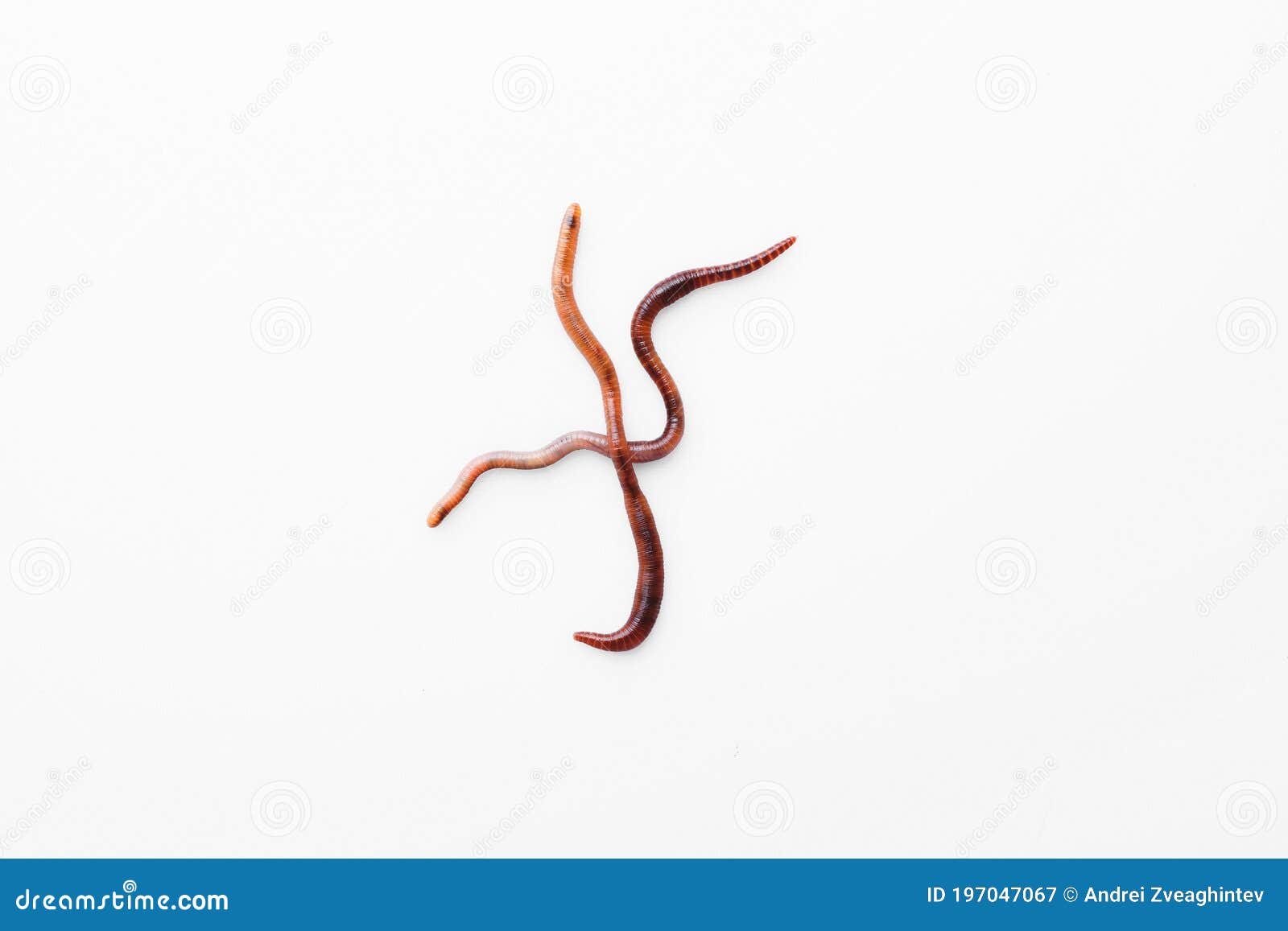 Two crossed rainworms stock image. Image of shot, environment - 197047067