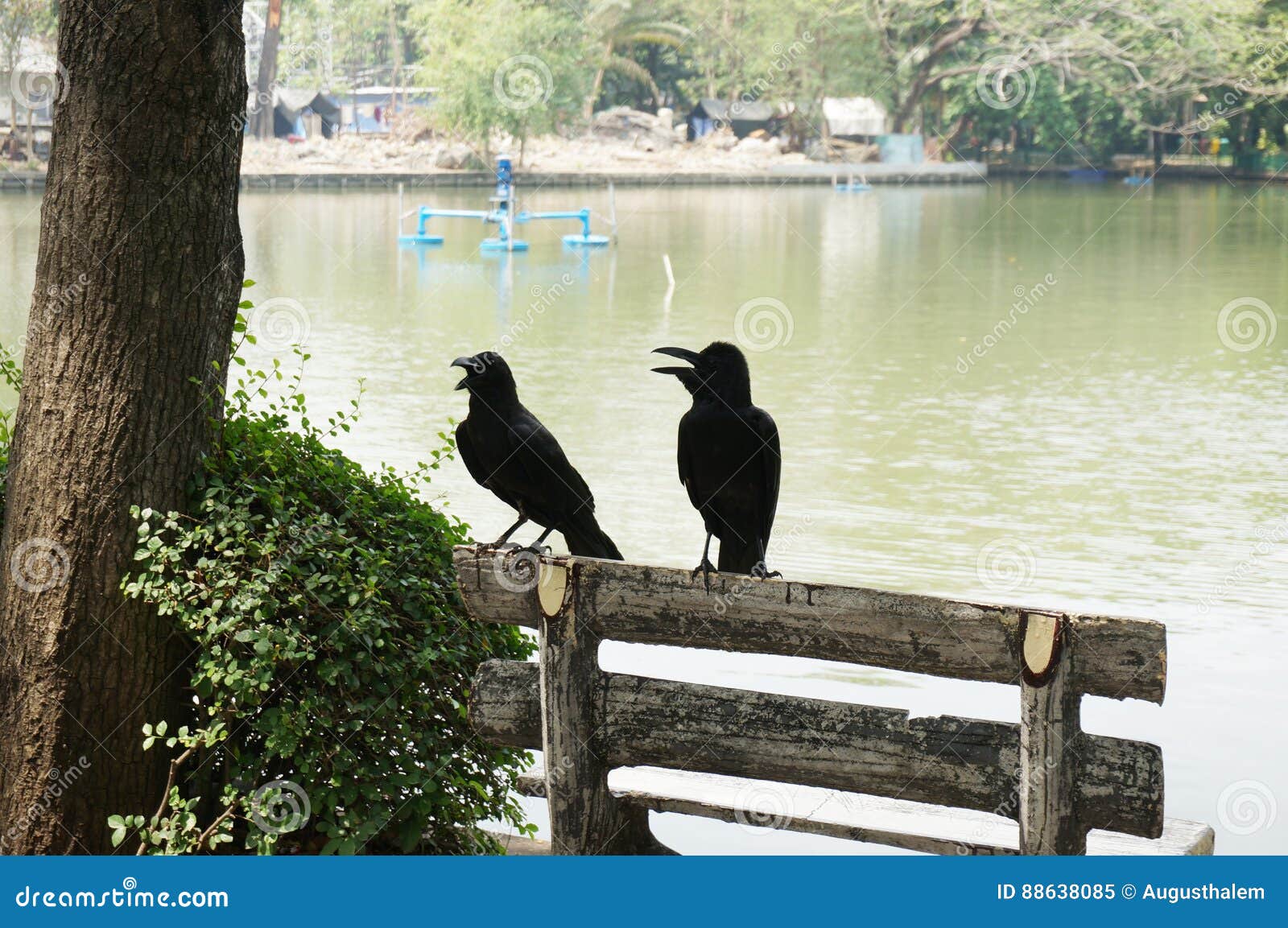 Two crow on the bench stock image. Image of animal, nature - 88638085