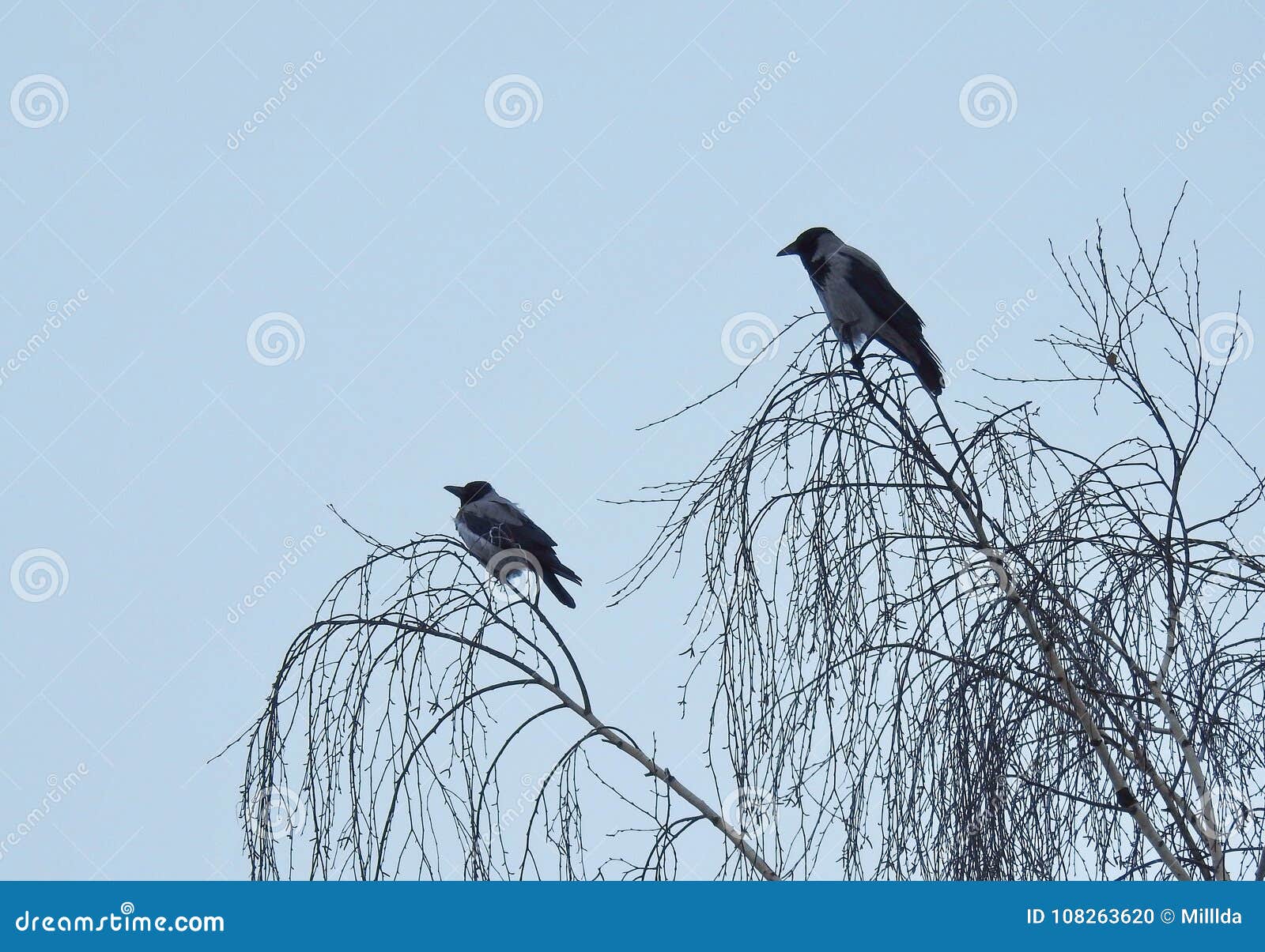 Two crow birds, Lithuania stock photo. Image of birds - 108263620