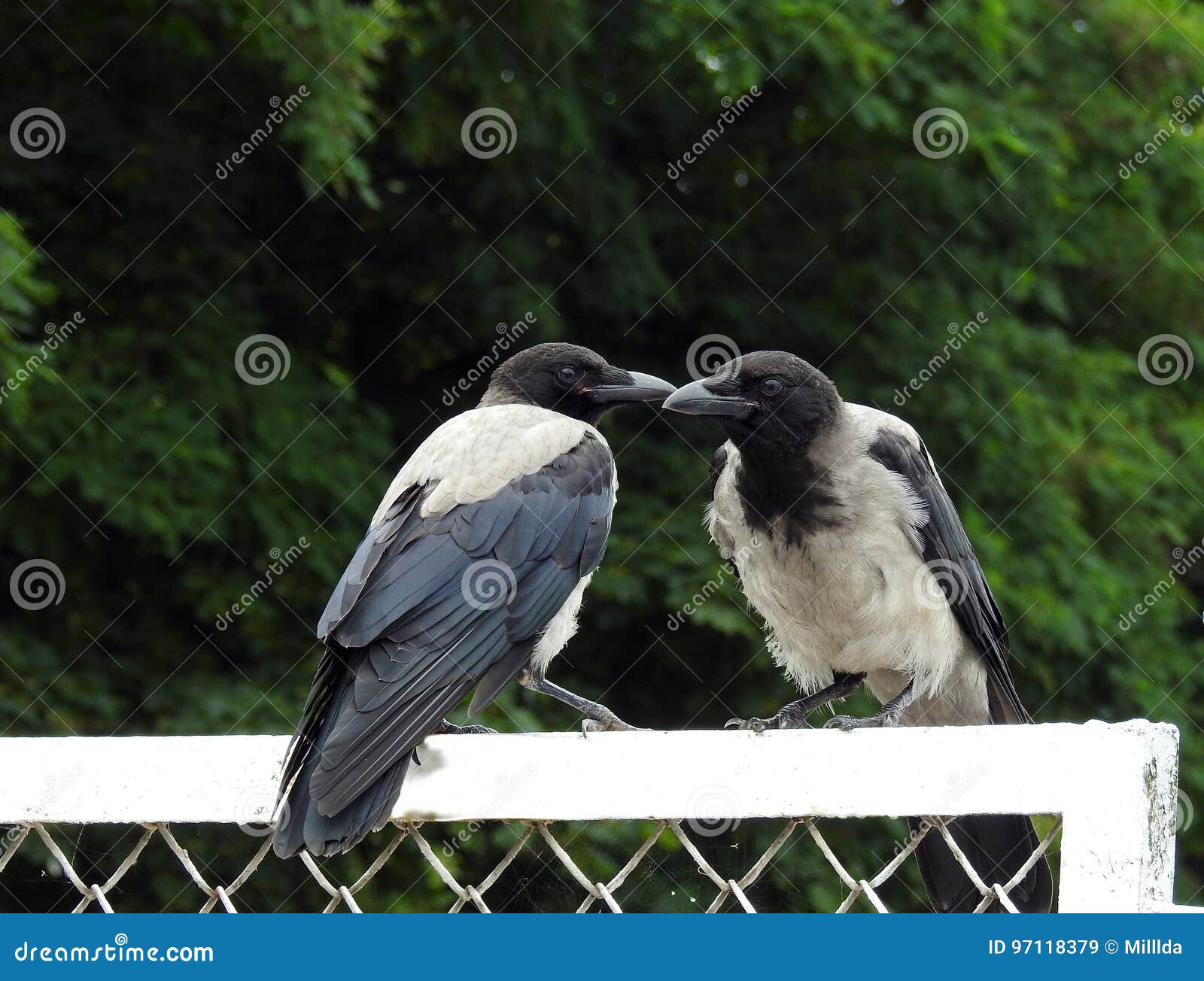 Two crow birds, Lithuania stock image. Image of wild - 97118379