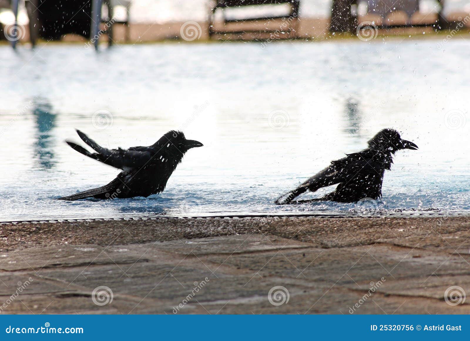 Two crow in the pool stock photo. Image of enjoy, nature - 25320756