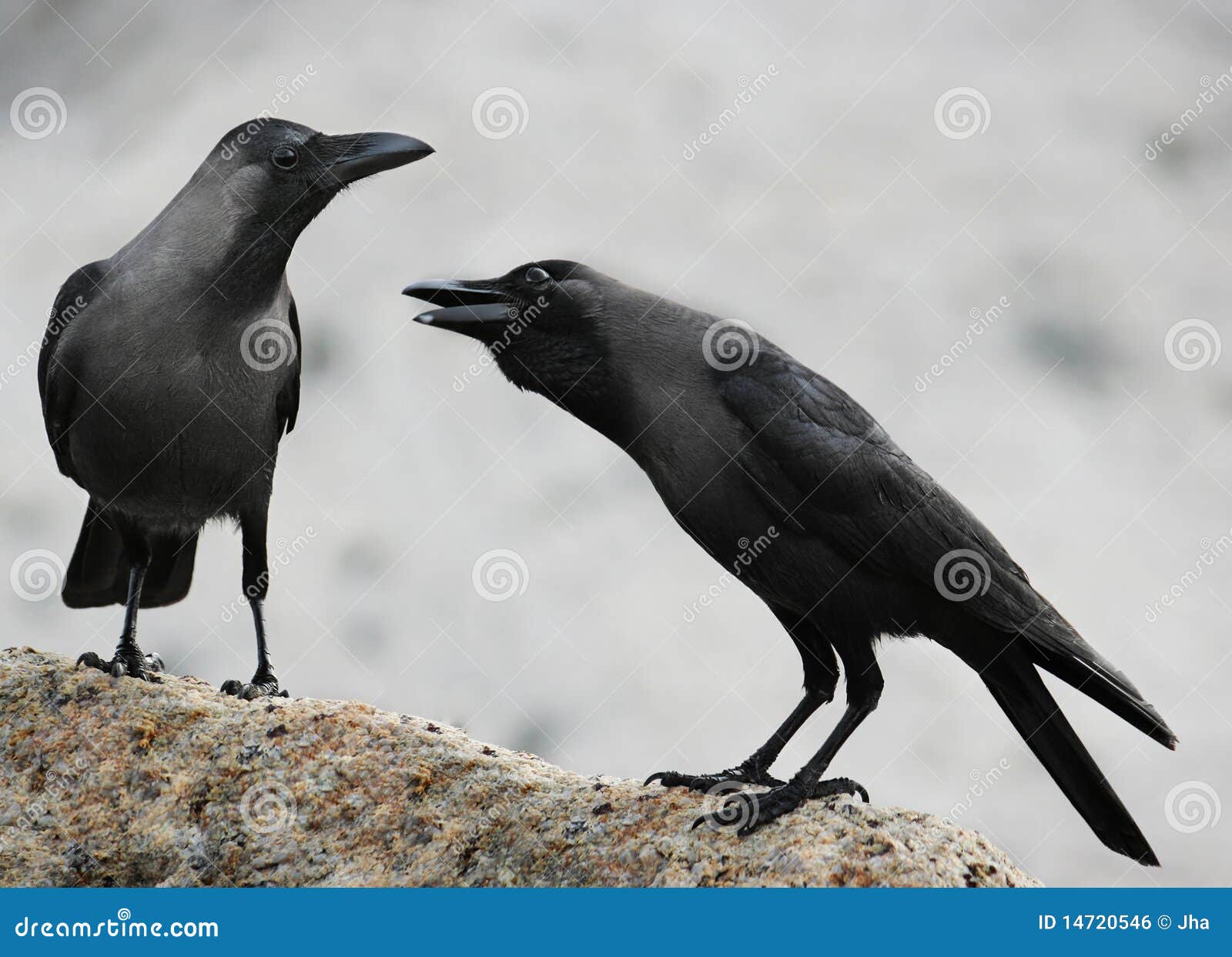 Two crows stock photo. Image of black, india, wings, chatter - 14720546
