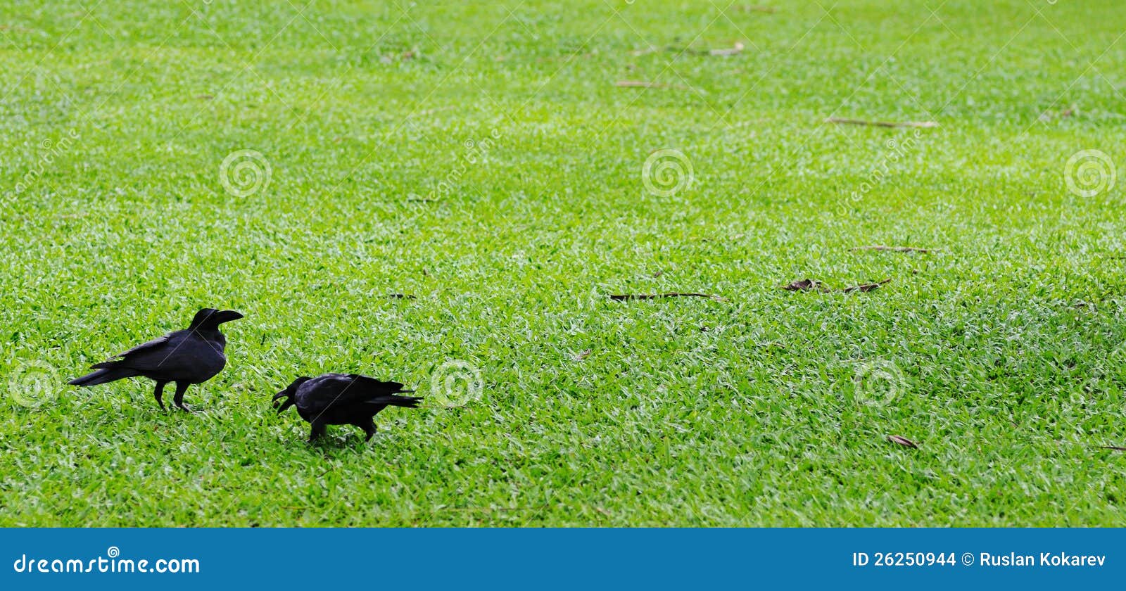 Two crows. stock photo. Image of feathered, animal, black - 26250944