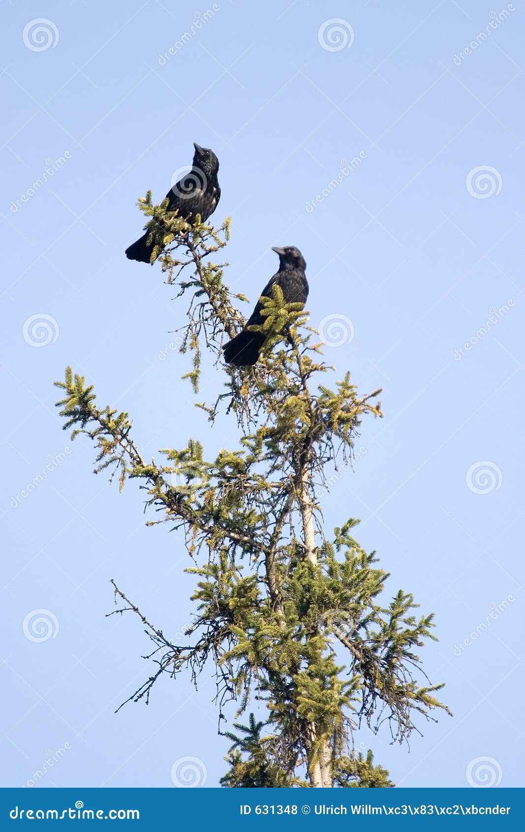 Two crows stock photo. Image of black, animal, bird, tree - 631348