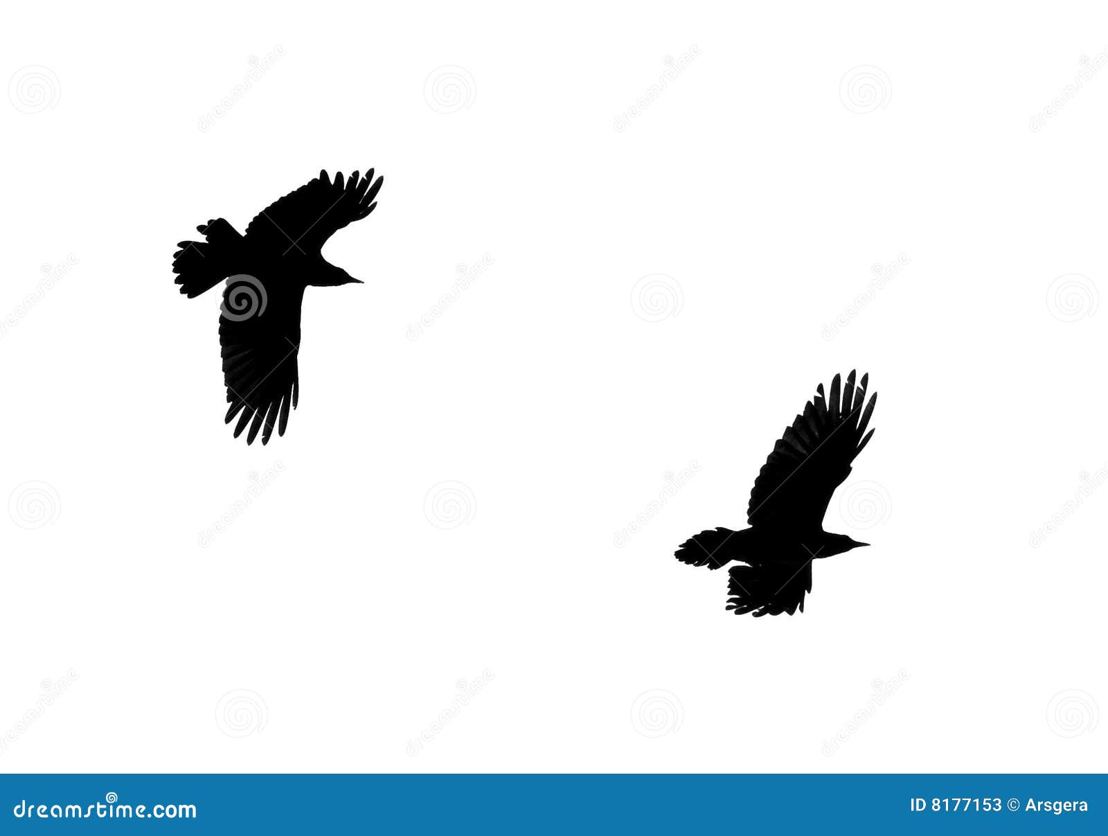 Two crows stock image. Image of nature, bird, beauty, crow - 8177153