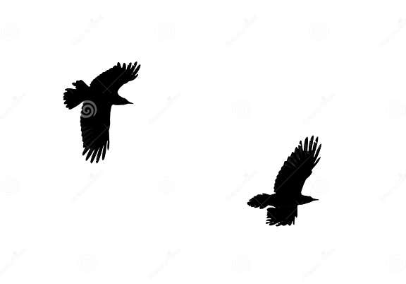 Two crows stock image. Image of nature, bird, beauty, crow - 8177153