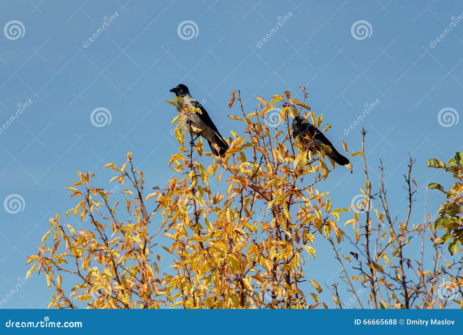 Two crows in autumn stock photo. Image of view, blue - 66665688