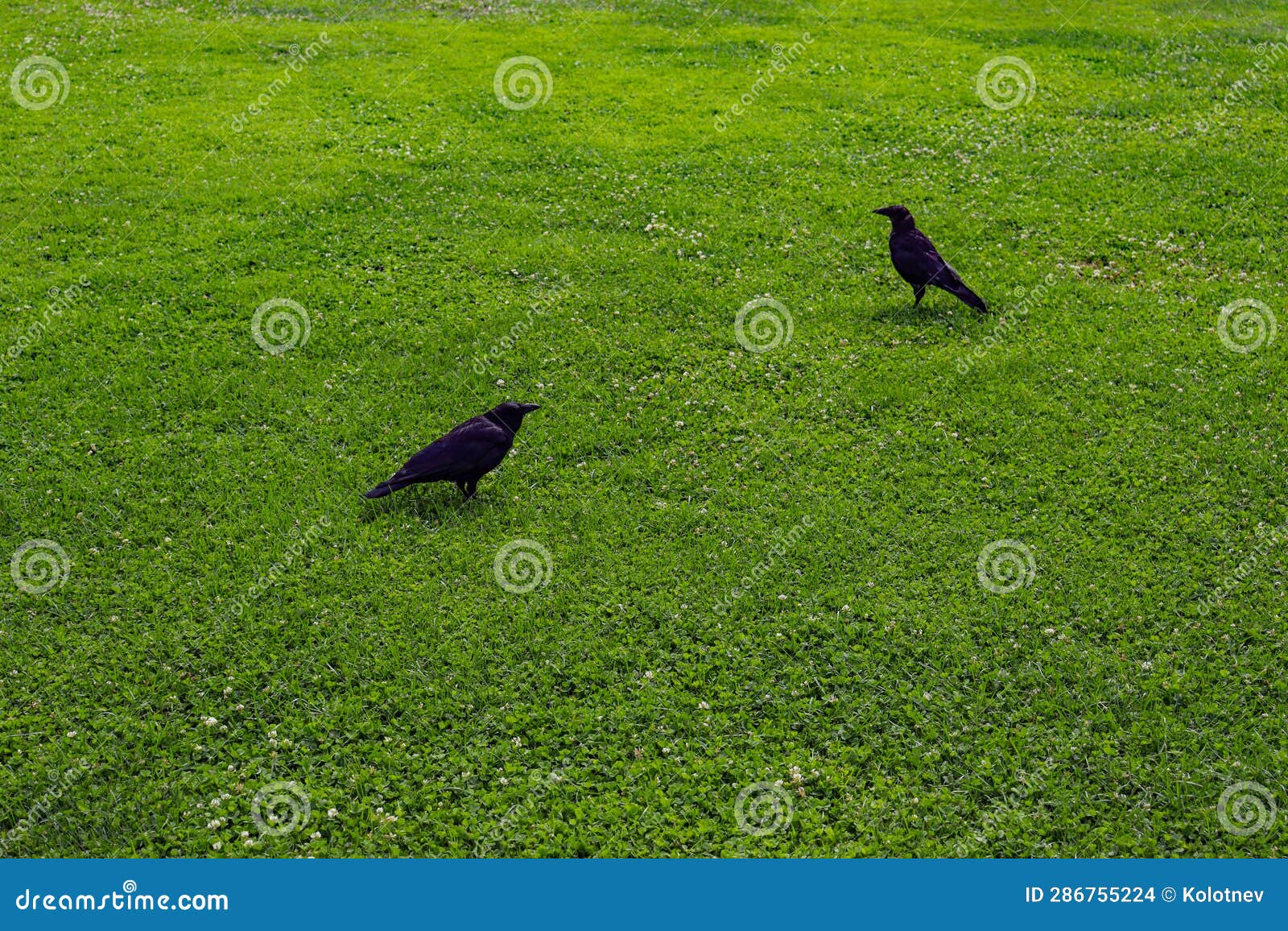 Two Crows on a Bright Green Mowed Grass Lawn Stock Photo - Image of ...