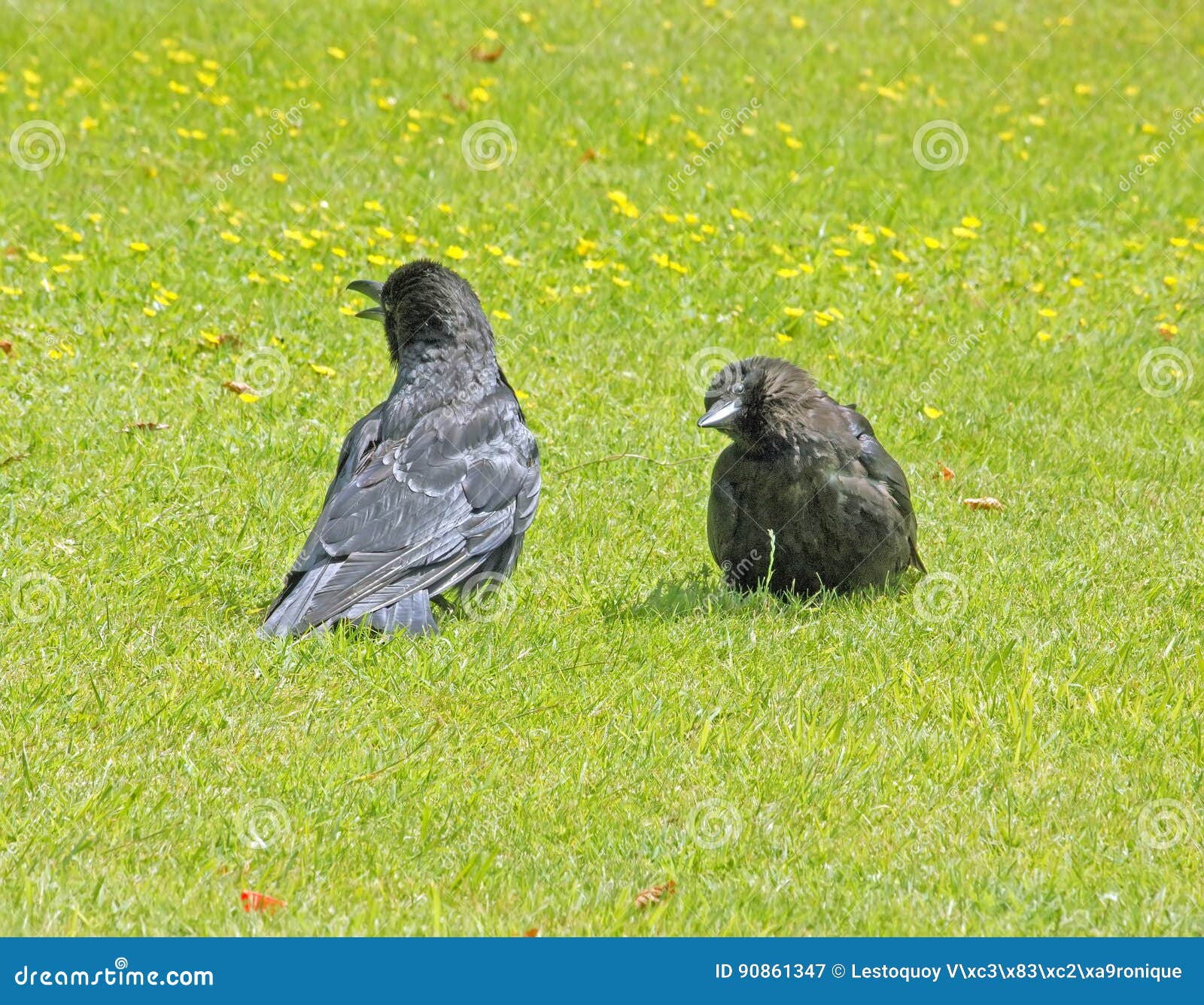 Two Crows in Discussion. Animal Language between Two Crows Stock Image ...
