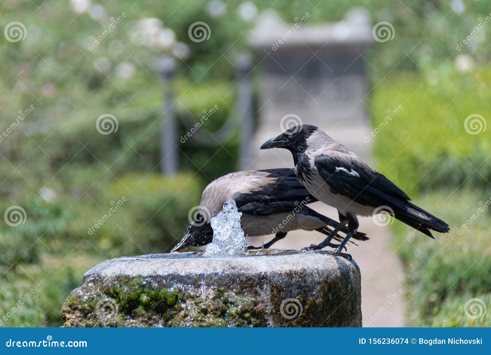 Crows Drinking Water from the Fountain in Rome Italy Stock Photo ...