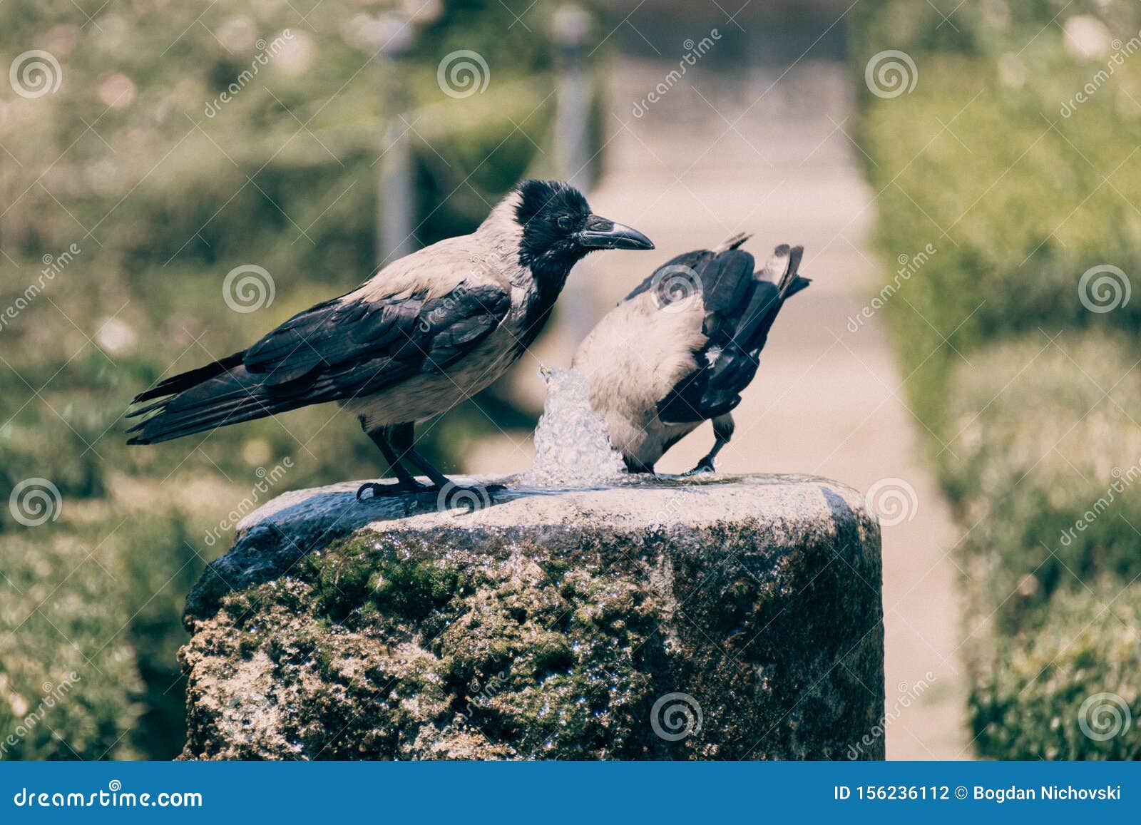 Crows Drinking Water from the Fountain in Rome Italy Stock Photo ...