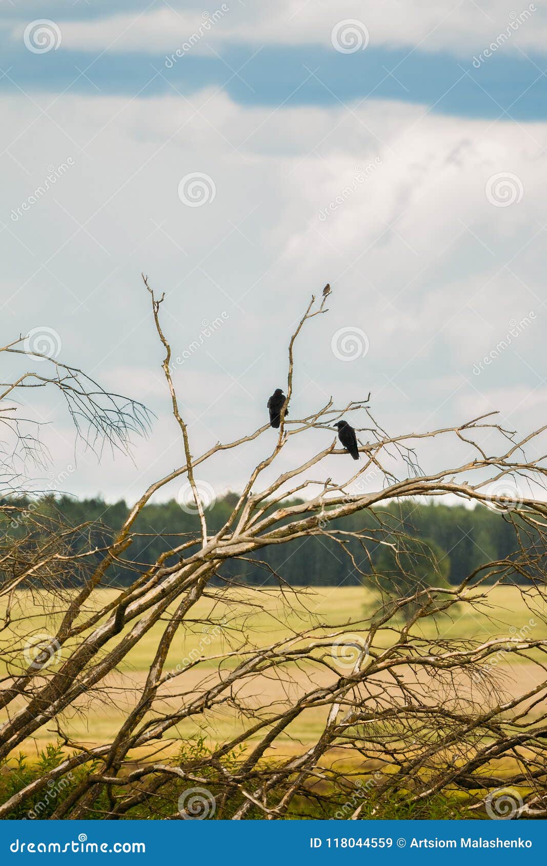 Two Crows on Dry Branches of a Tree Stock Image - Image of europe ...