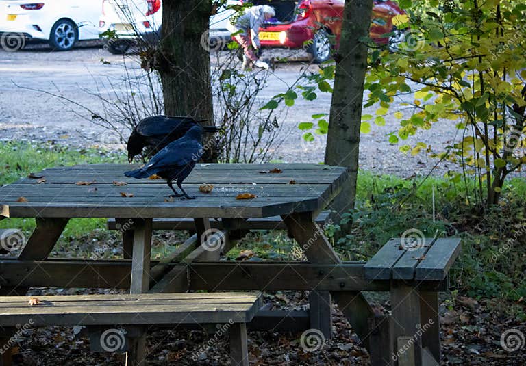 Two Crows Eating Off a Park Table Stock Image - Image of hungry, nature ...