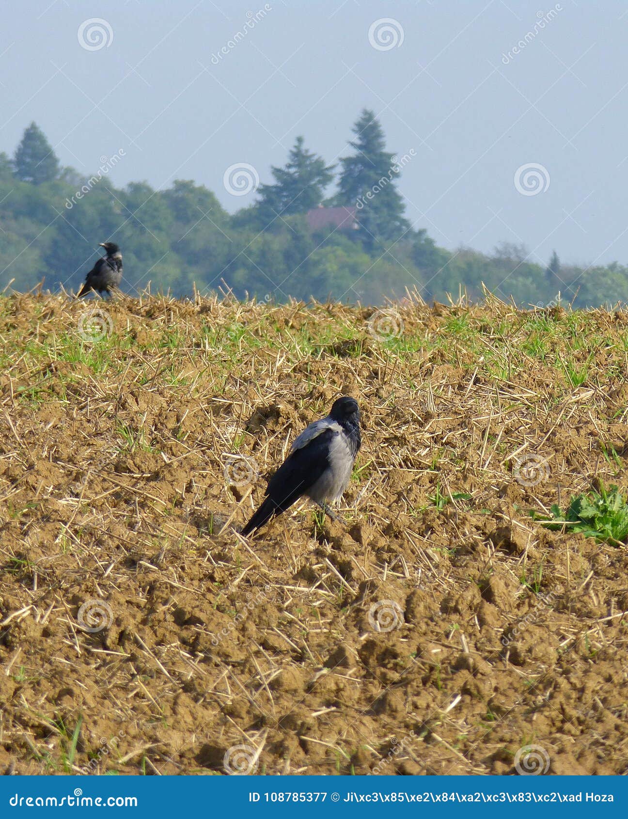 Two crows on the field stock image. Image of mist, green - 108785377