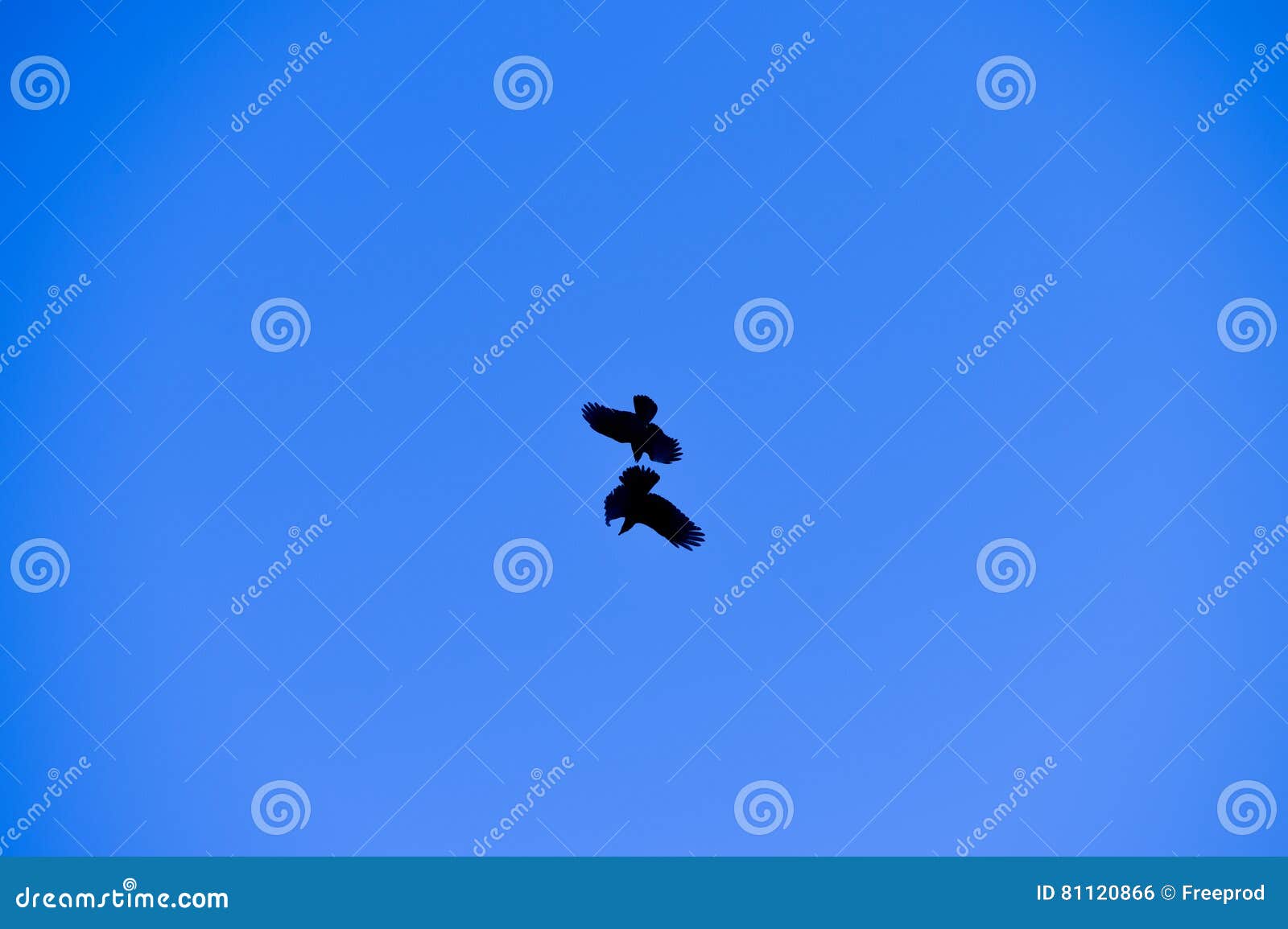 Two Crows Fighting in the Blue Sky Stock Photo - Image of lining ...