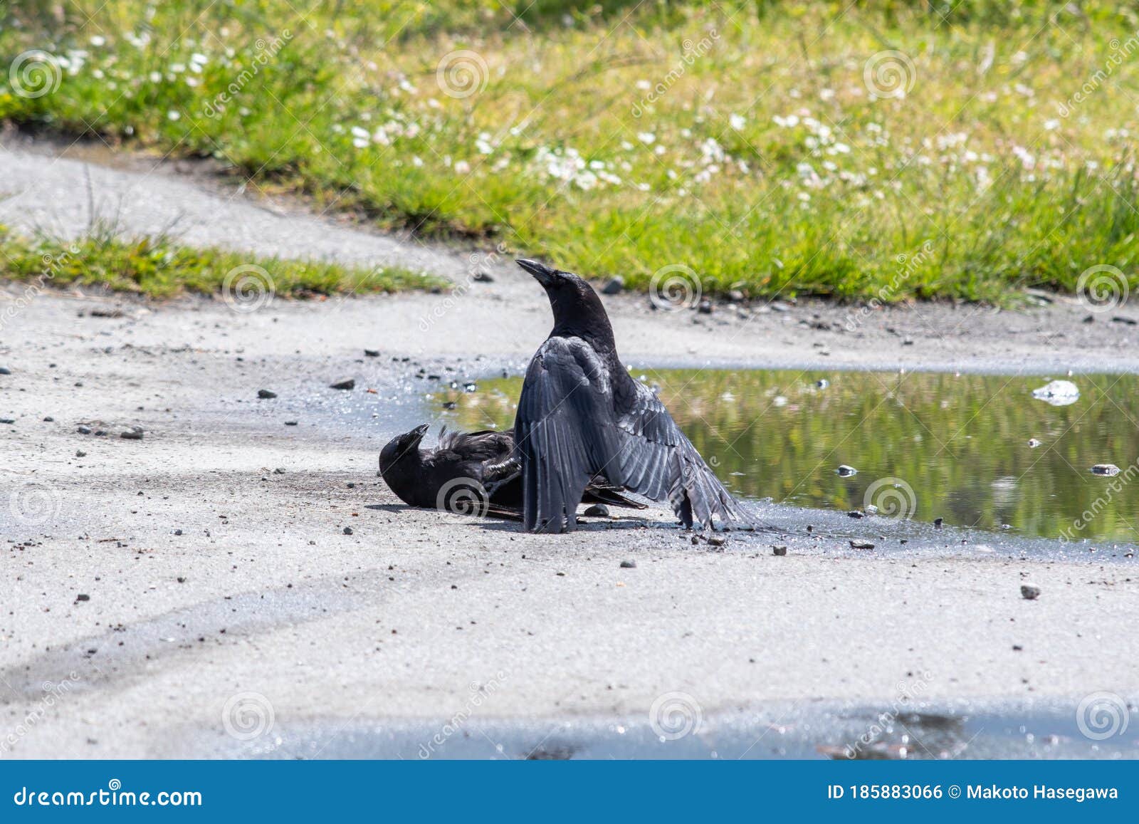 Two Crows Fighting with Each Other on the Ground. Stock Photo - Image ...