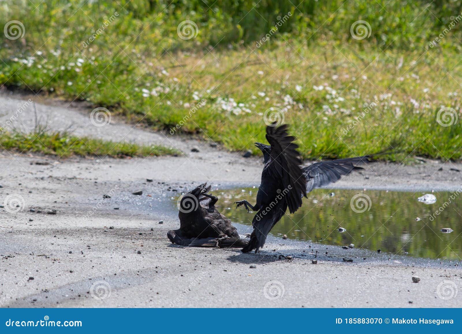 Two Crows Fighting with Each Other on the Ground. Stock Photo - Image ...